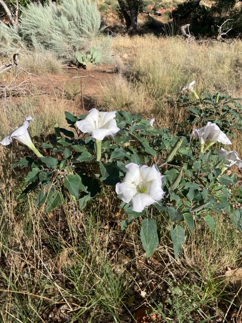 The Feast of Trumpets is Upon Us: Wake Up Believers! – The Trumpet Blast